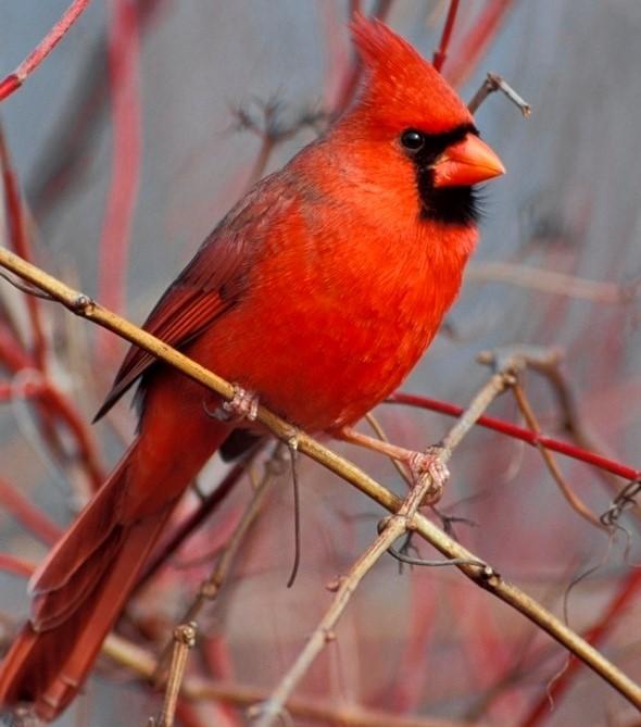 "My cardinal song is a call to you" - Ramblin' with Roger