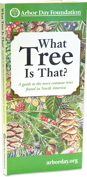 WTIT: Sunday Stealing - Ramblin' with Roger