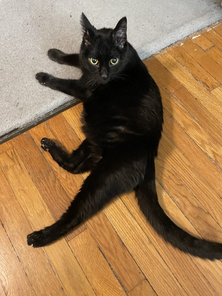 Feed the cats - Ramblin' with Roger